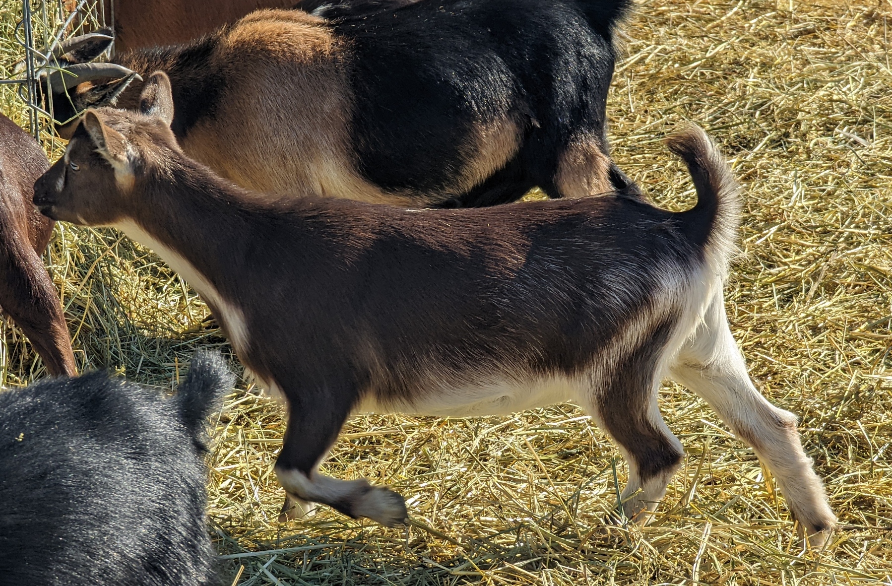 Montana Show-Me Curious Georgi - Montana Show-Me